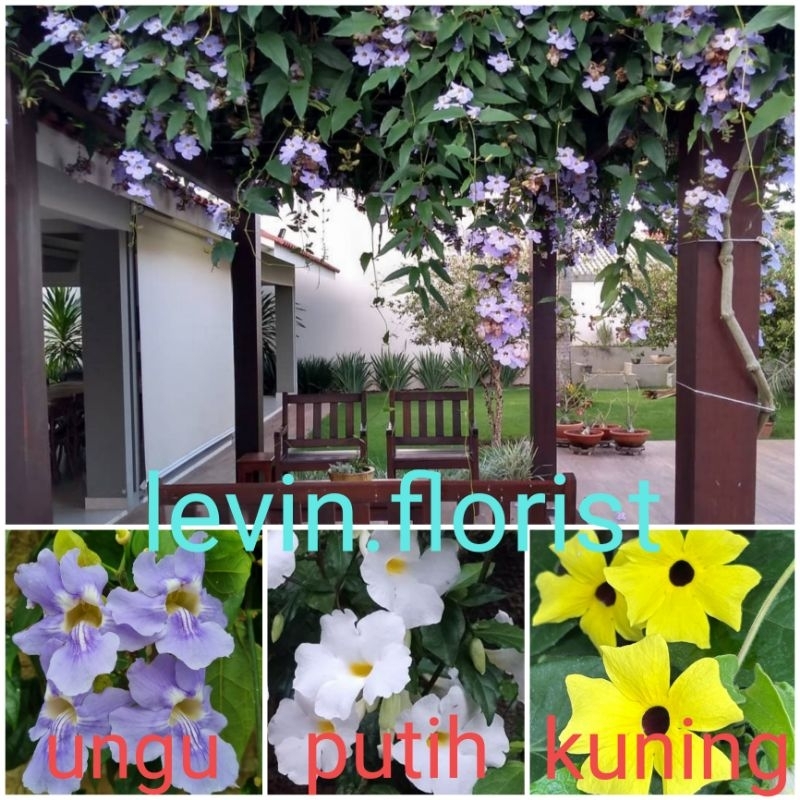 Jual Thunbergia grandiflora /tumbergia putih ungu kuning bibit tanaman ...