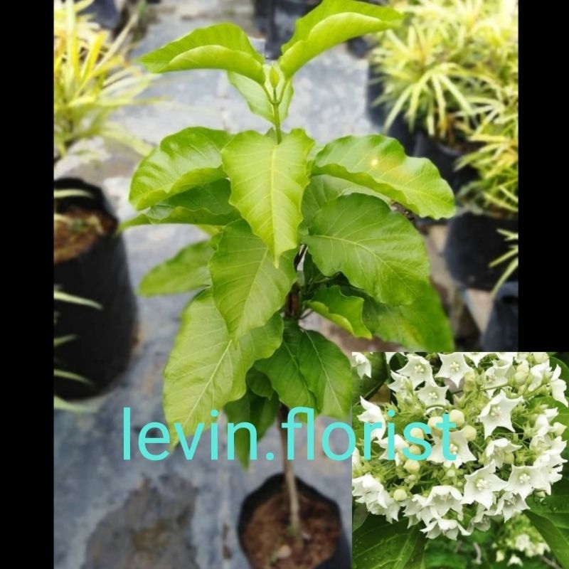 Jual Vallaris glabra / rice flower kesidang melati bali wangi harum ...