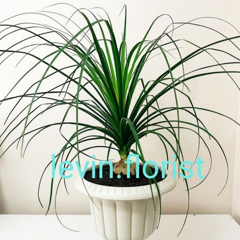 Jual Beaucarnea recurvata / palm palem nolina lolina bibit tanaman hias ...