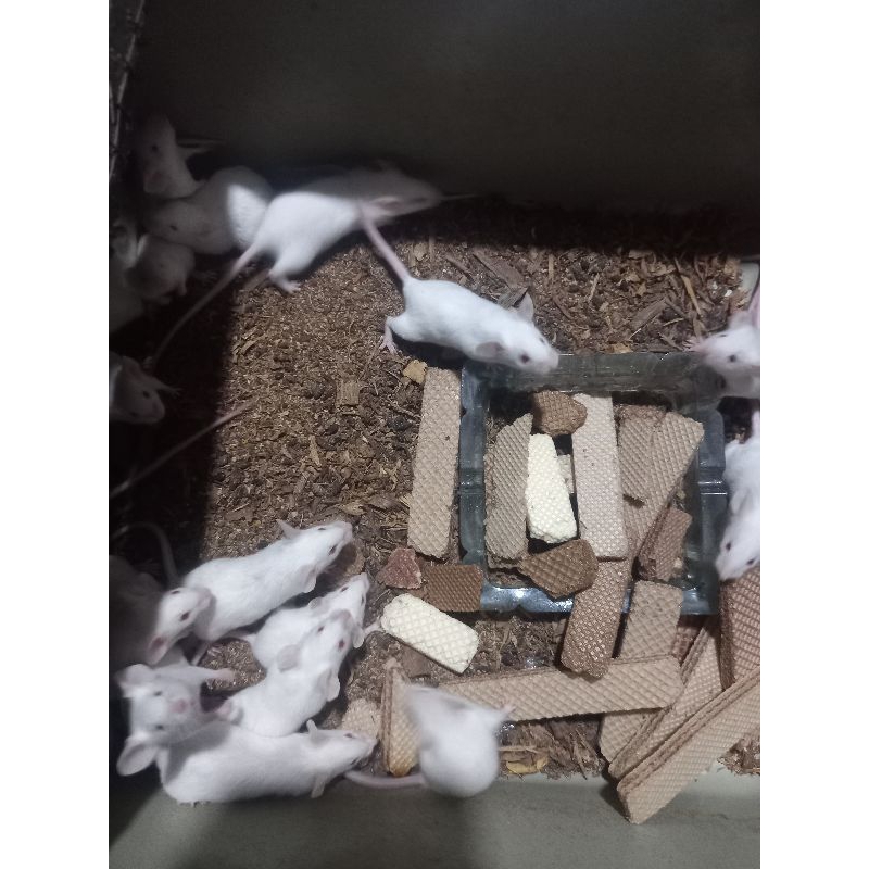 Jual Tikus Putih Mencit Medium Medan | Shopee Indonesia