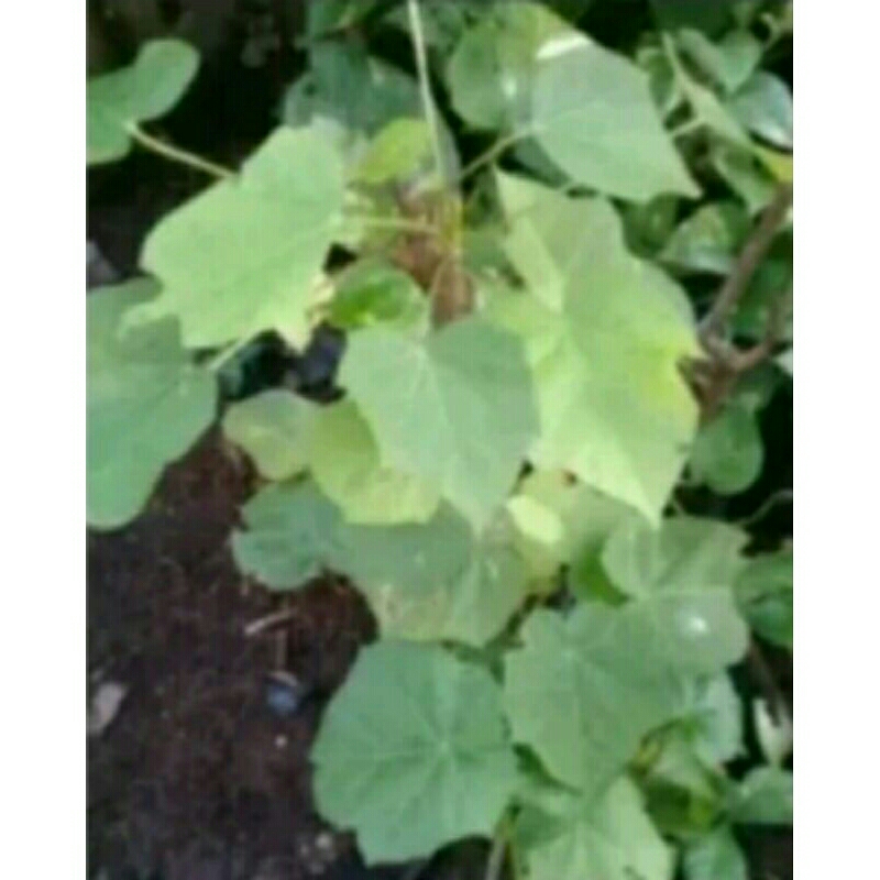 Jual pohon jarak pagar | Shopee Indonesia