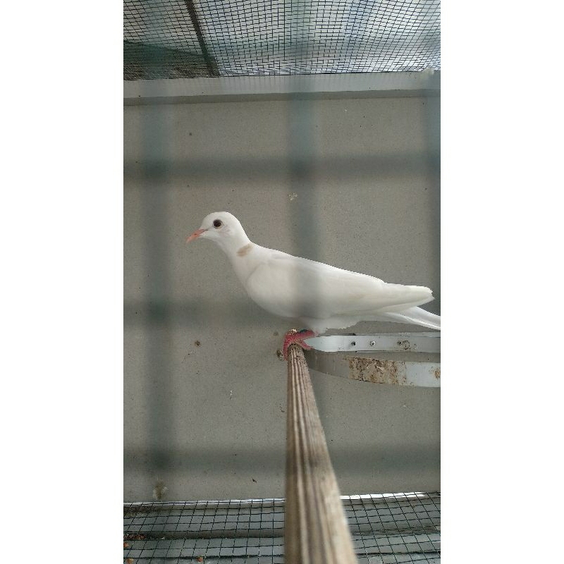 Jual Burung puter pelung putih mm | Shopee Indonesia