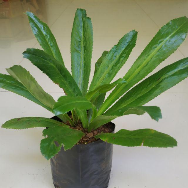 Jual bibit tanaman daun walng sangit/tanaman walang cina | Shopee Indonesia