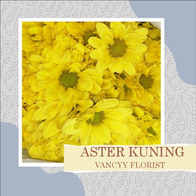 Jual Bunga Aster Kuning Fresh / Bunga Potong Aster / Bunga Aster Segar ...