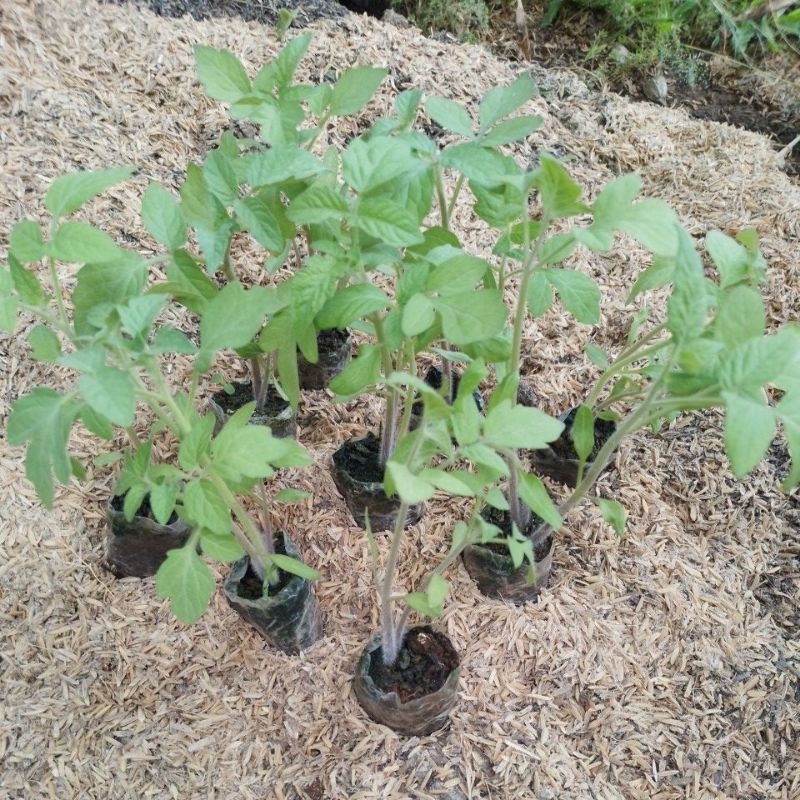 Jual Bibit tanaman sayuran tomat merah besar | Shopee Indonesia