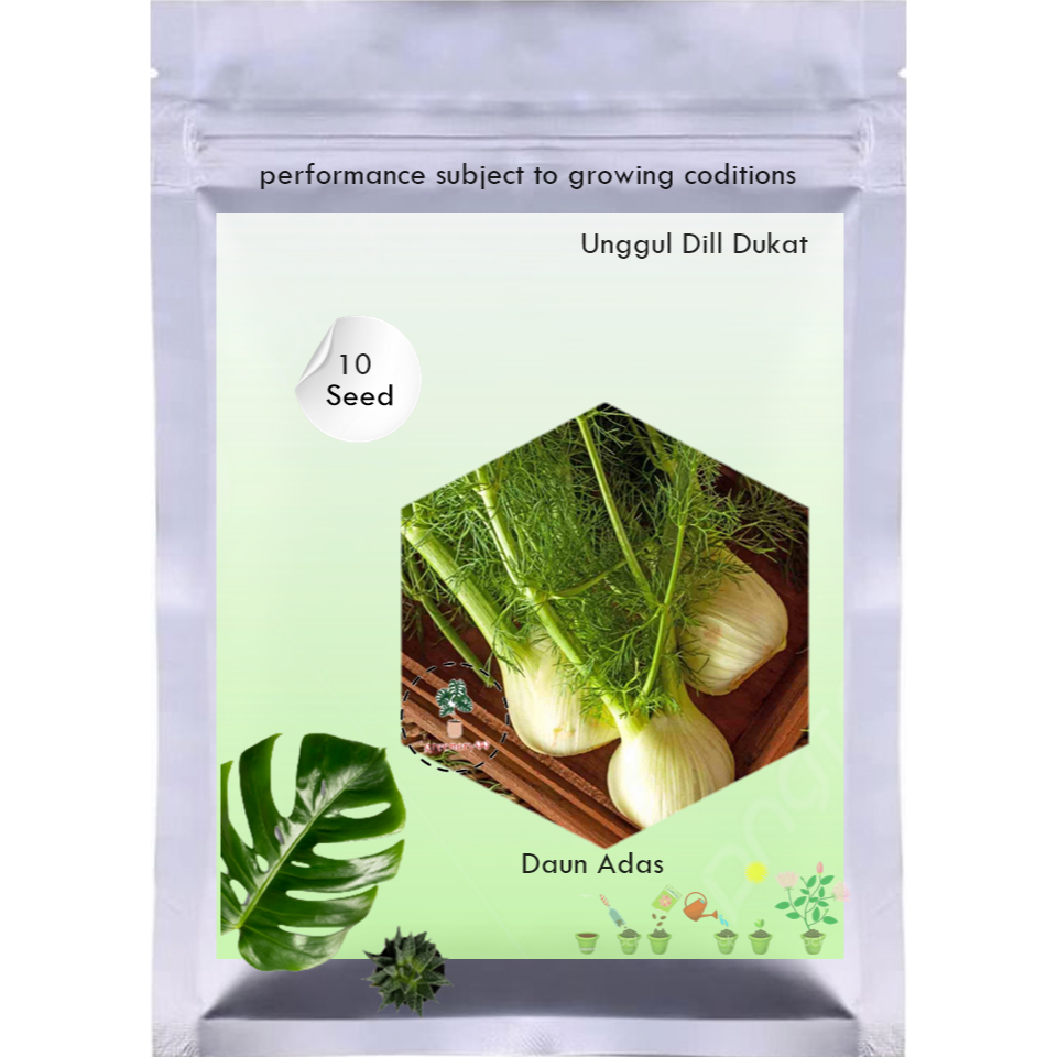 Jual 10 Benih Daun Adas Sowa Unggul Dill Dukat Bibit Sayuran Herbal ...