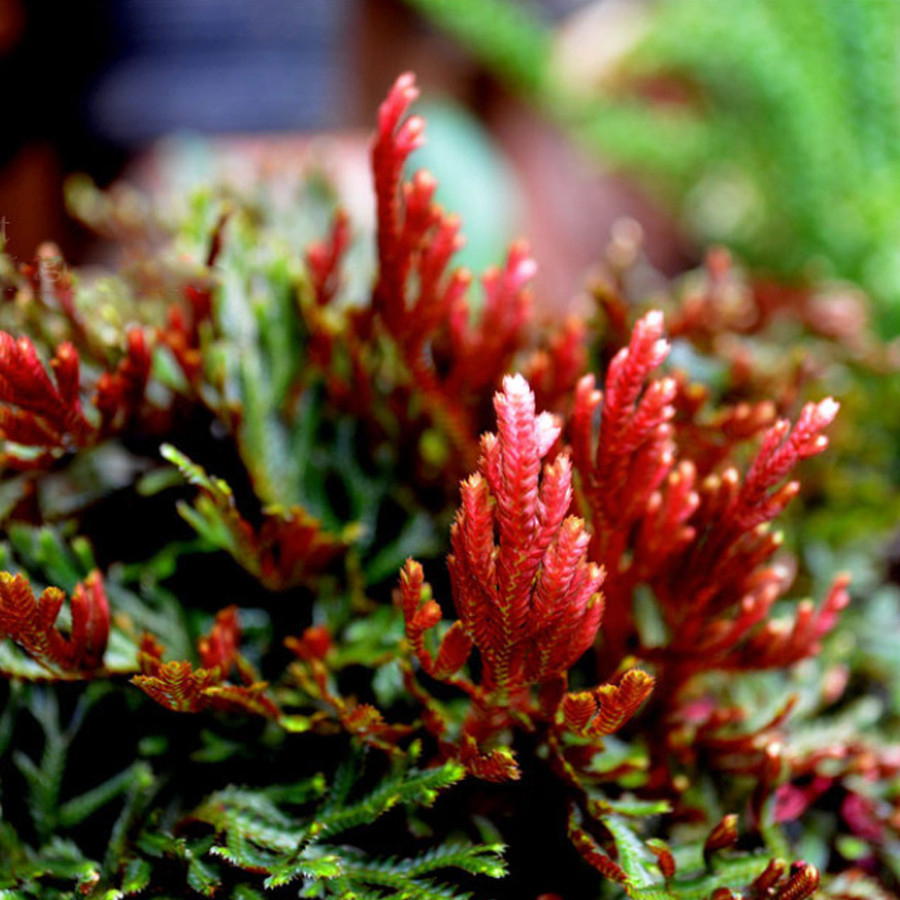 Jual Selaginella erythropus / Red Spike Moss - Tanaman hias Paludarium ...