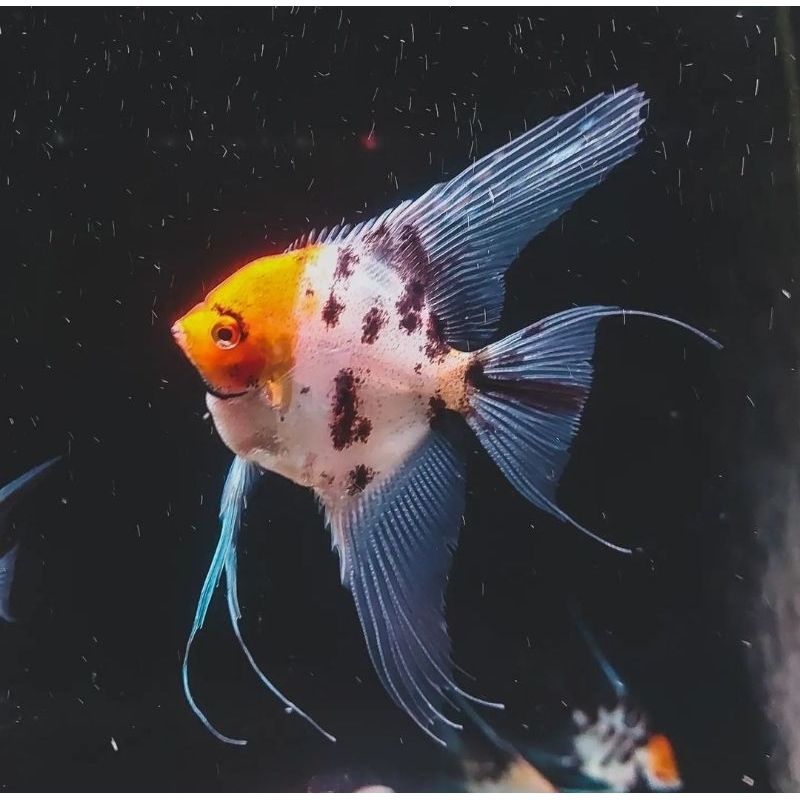 Jual ikan manfish red devil / angelfish / ikan layang layang calon ...