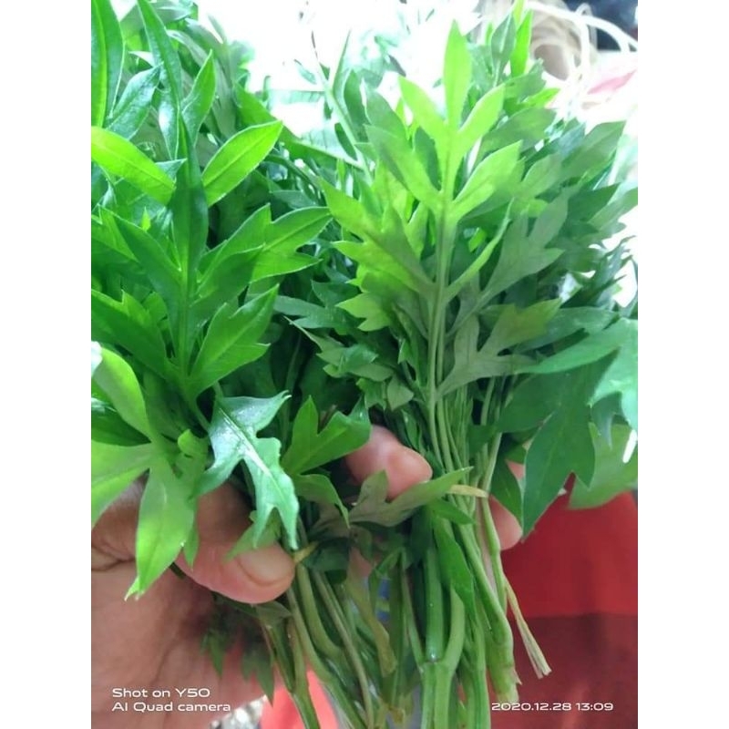 Jual Daun Kenikir Segar / Ulam Raja Randa Midang 100 Gram | Shopee ...