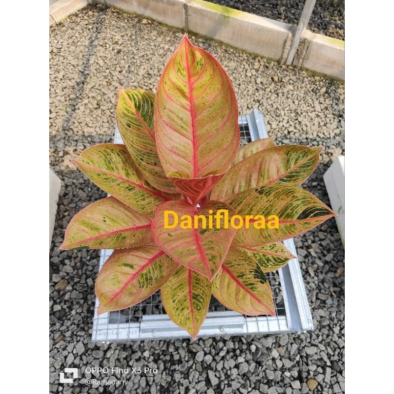 Jual Aglaonema Kresna Konon Induk | Shopee Indonesia