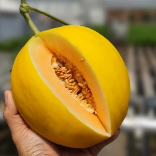 Jual biji benih buah melon premium sunny fresh seed melon golden daging ...