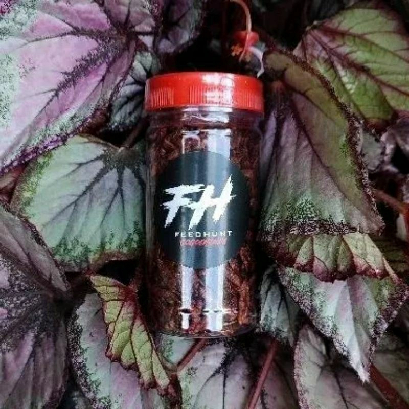 Jual MAGGOT FEEDHUNT SUPER PREMIUM RED BSF Maggot by Gogochanna, for ...