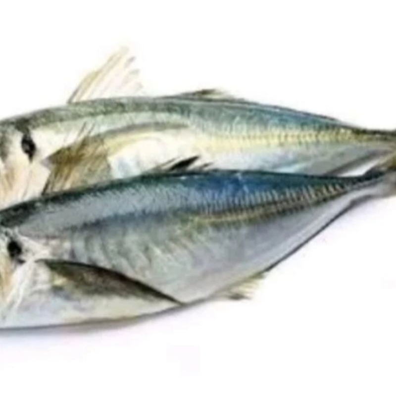 Jual Ikan kembung layang fresh 500gr | Shopee Indonesia