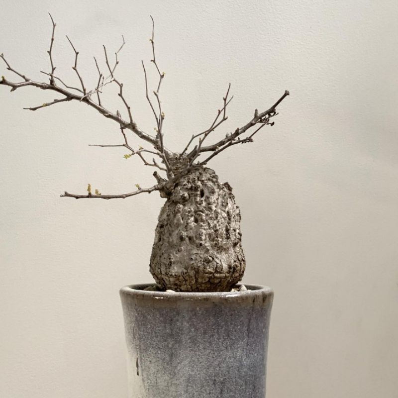 Jual tanaman hias unik operculicarya pachypus caudex madagascar -+5cm ...