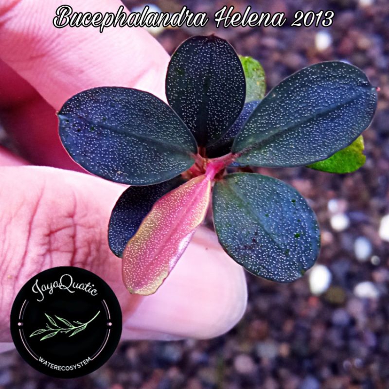 Jual Bucephalandra Helena 2013 - Aquascape Plants Aquarium Paludarium ...