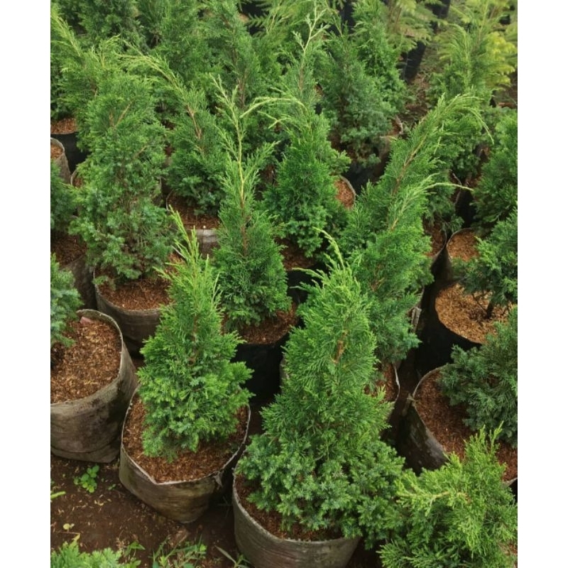 Jual Bunga CEMARA PUA PUA - Tanaman Hias Pohon Cemara Hidup Pua Pua ...