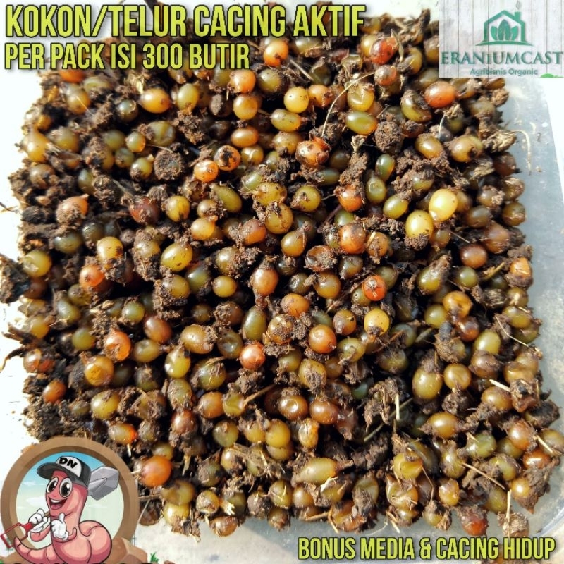 Jual Kokon/Telur Cacing Bibit Cacing Tanah Lumbricus Isi 300 Butir ...