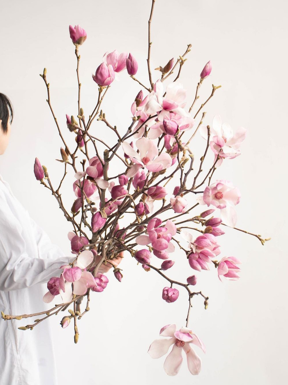 Jual 15 Benih Biji Bunga Magnolia liliifora Import | Shopee Indonesia