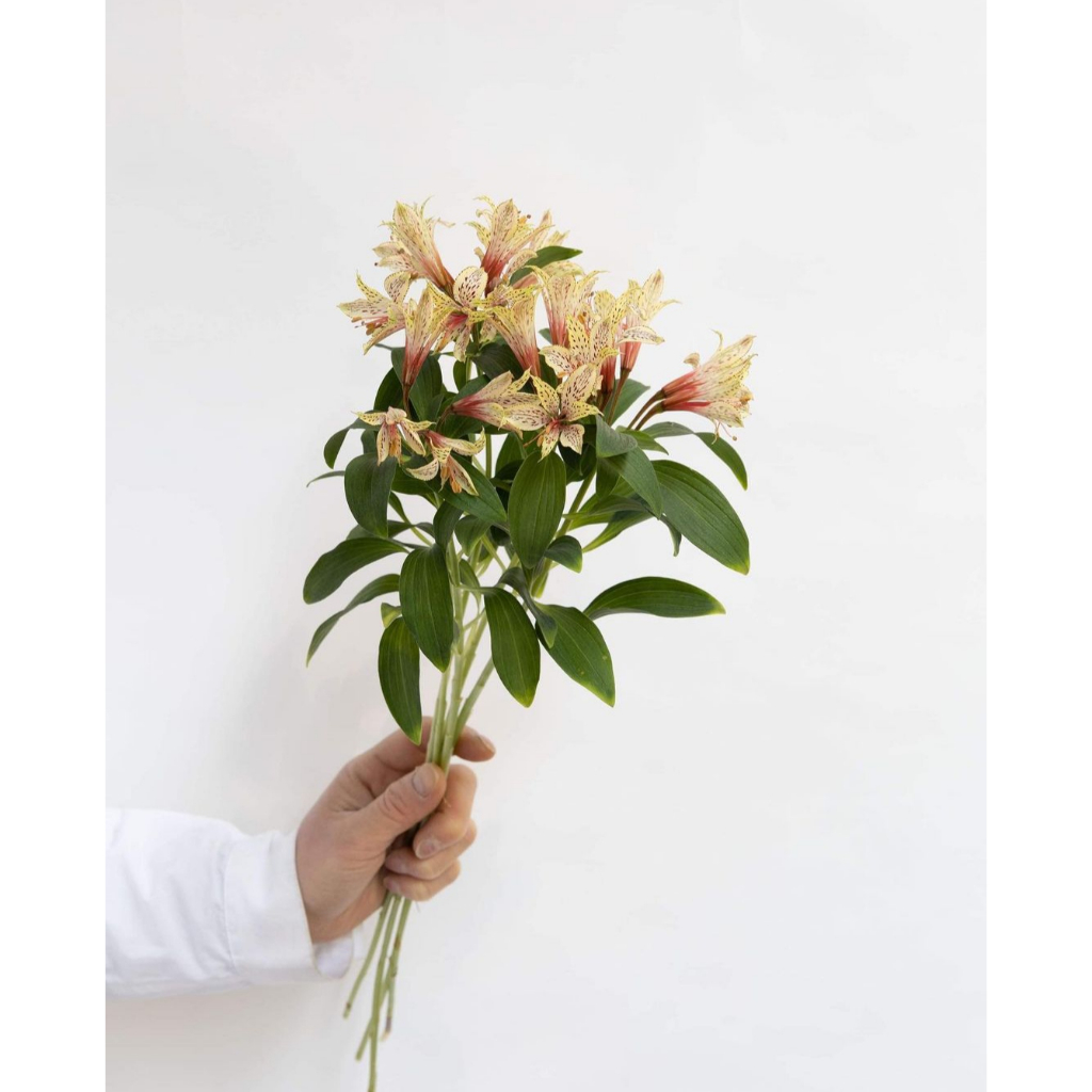 Jual 15 Benih Biji Bunga Alstroemeria Caryophyllea Import | Shopee ...