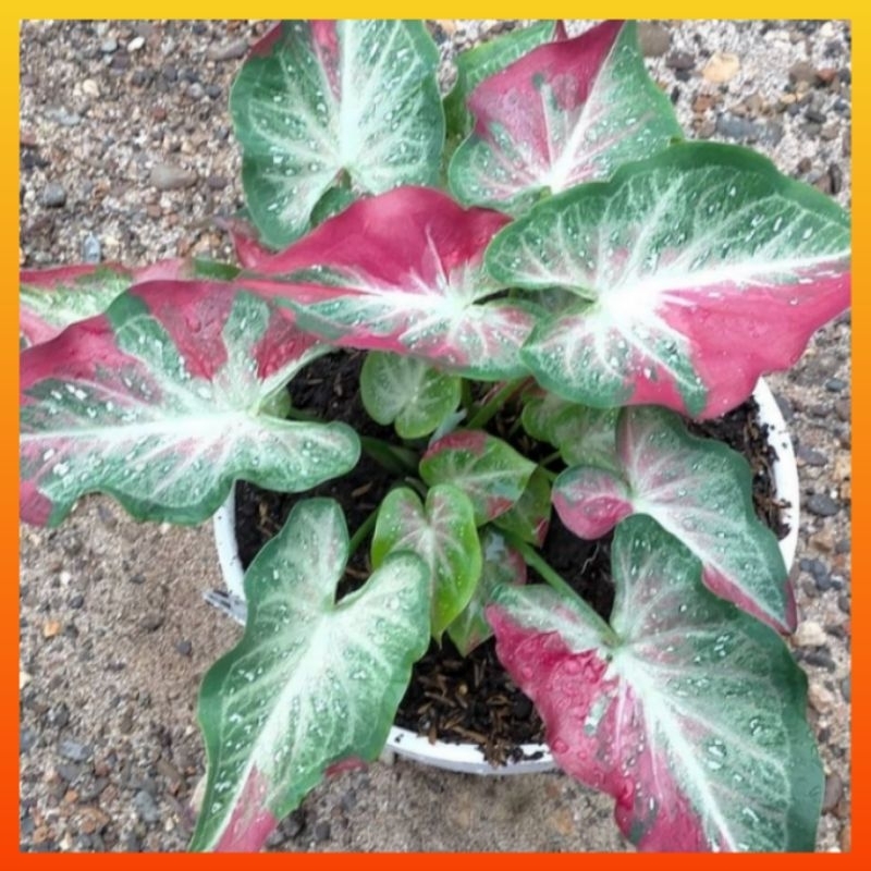 Jual Tanaman Hias Caladium Cat Tumpah Bunga Kaldium Keladi | Shopee ...