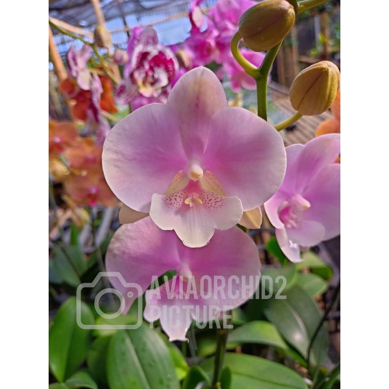 Jual Anggrek bulan lidah lebar pink splash putih | Shopee Indonesia