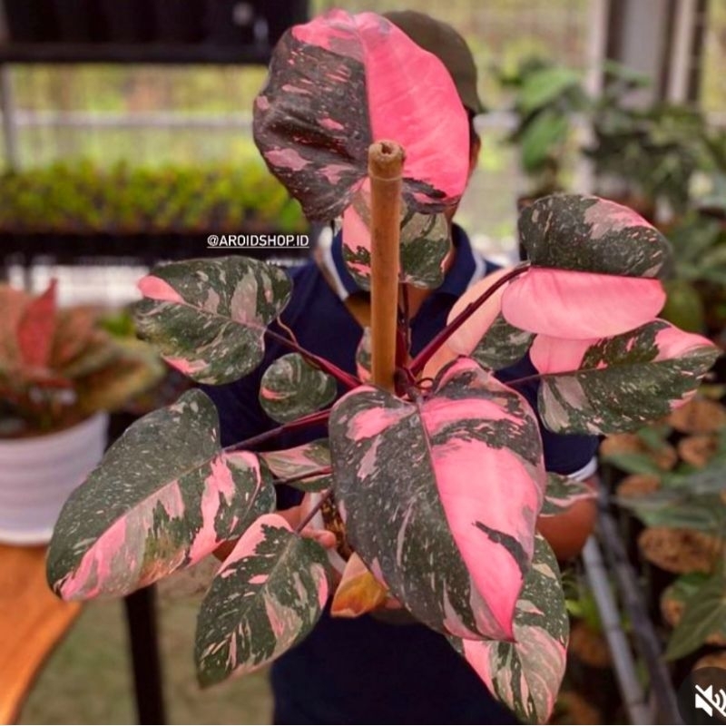 Jual Tanaman hias philodendron pink princess /philo pink princes ...