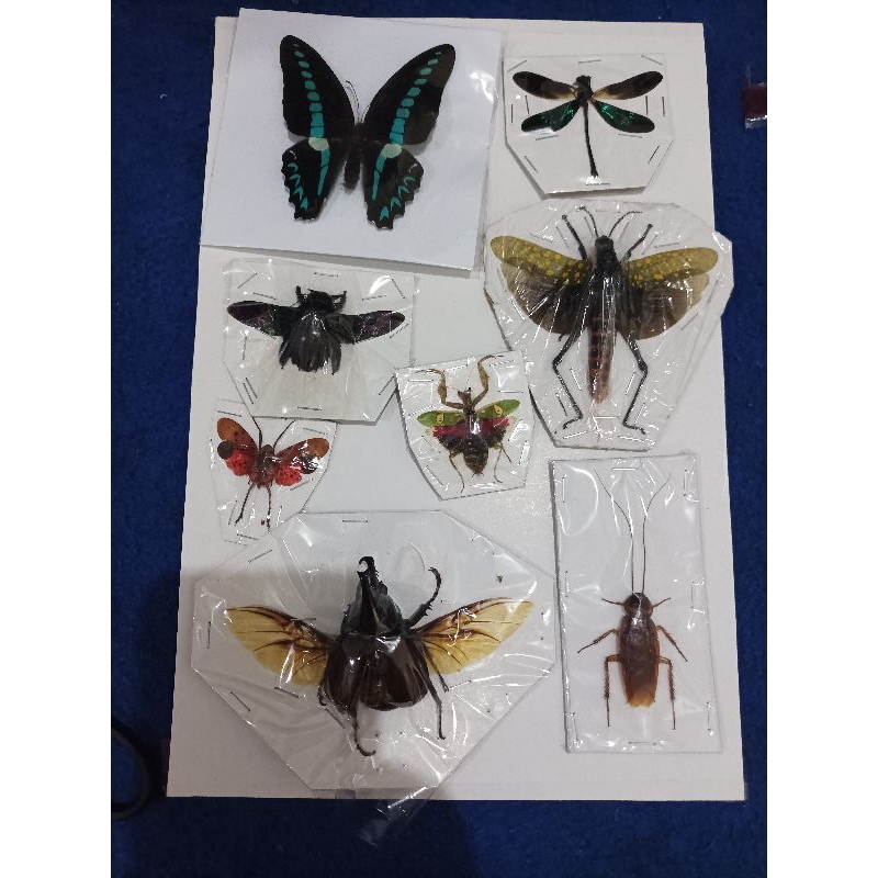 Jual taxydermi awetan serangga 8 ordo $ | Shopee Indonesia