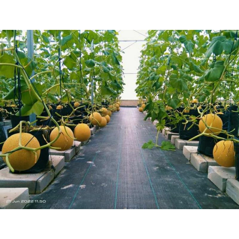 Jual Benih Melon Inthanon (isi 10 biji).. | Shopee Indonesia