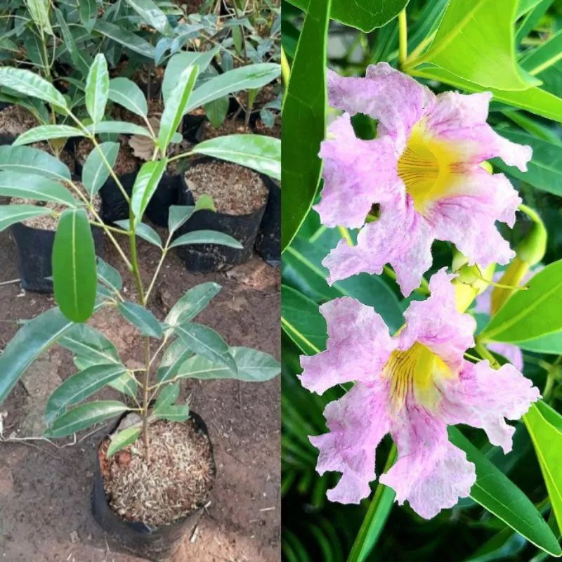Jual Bibit pohon bunga sakura-tabebuya pink - tanaman hias tabebuya ...