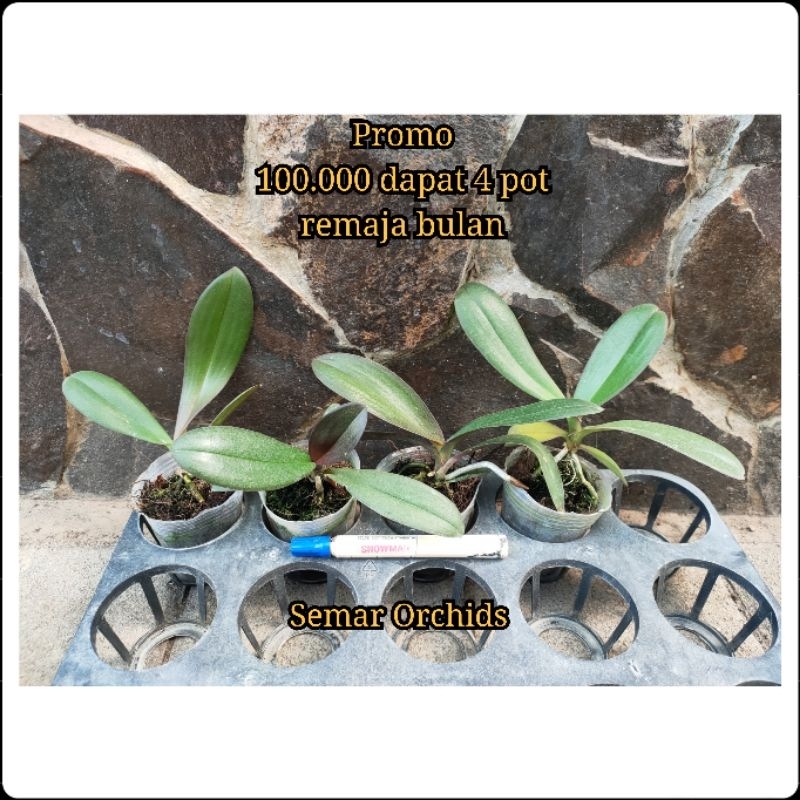 Jual Promo 100.000 dapat 4 pot Remaja Anggrek Bulan/Phalaenopsis Hybrid | Shopee Indonesia