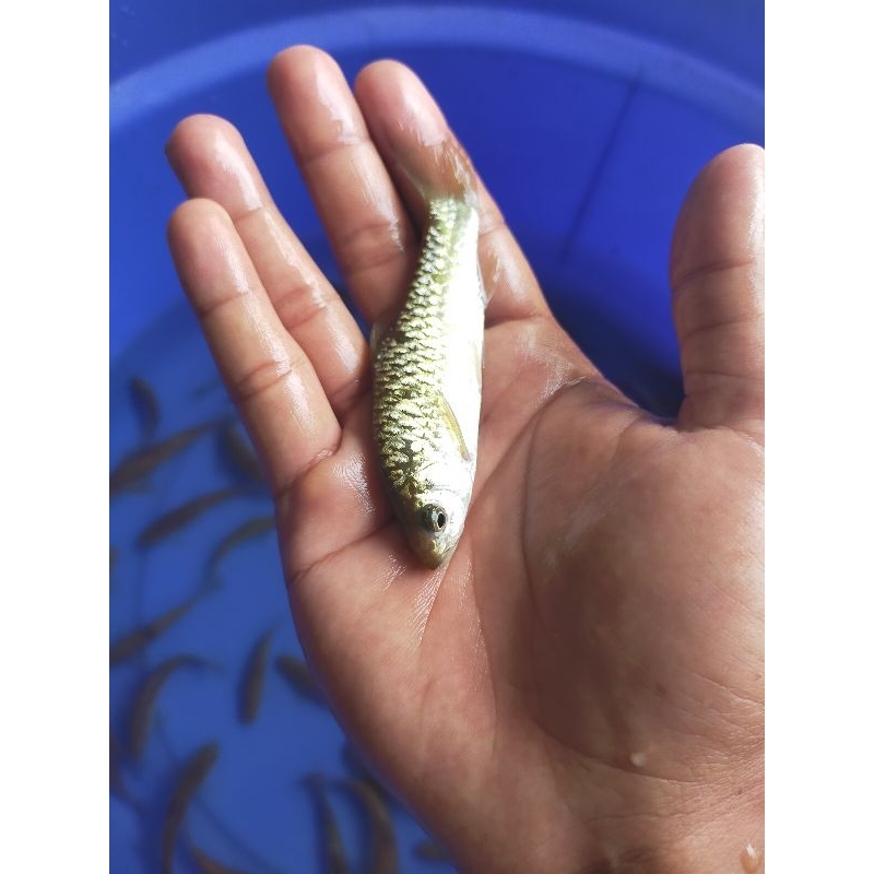 Jual bibit ikan wader, ikan benter ukuran 10-12 cm murah berkualitas ...