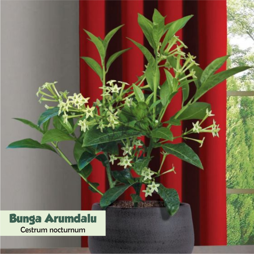 Jual Bunga Arum Dalu / Tanaman Melati Jasmine Wangi Kalau Berbunga Wangi Semerbak | Shopee Indonesia