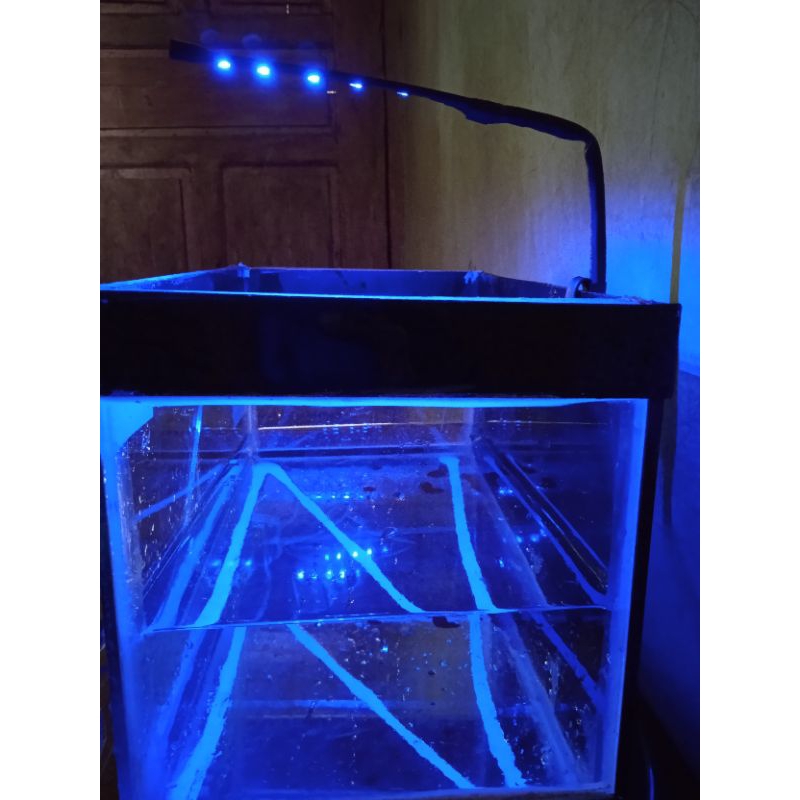Jual Lampu aquarium/lampu Channa /lampu cupang LED 5 mata warna biru ...
