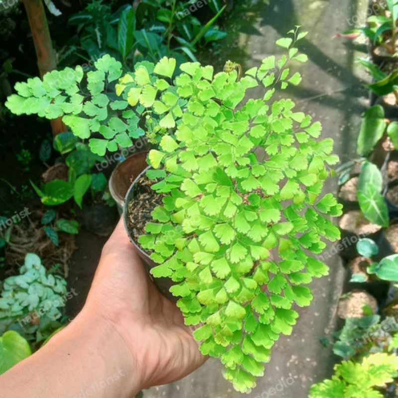 Jual suplir daun kecil | Shopee Indonesia