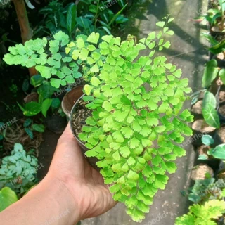 Jual Daun Suplir Terlengkap & Harga Terbaru Mei 2025 | Shopee Indonesia