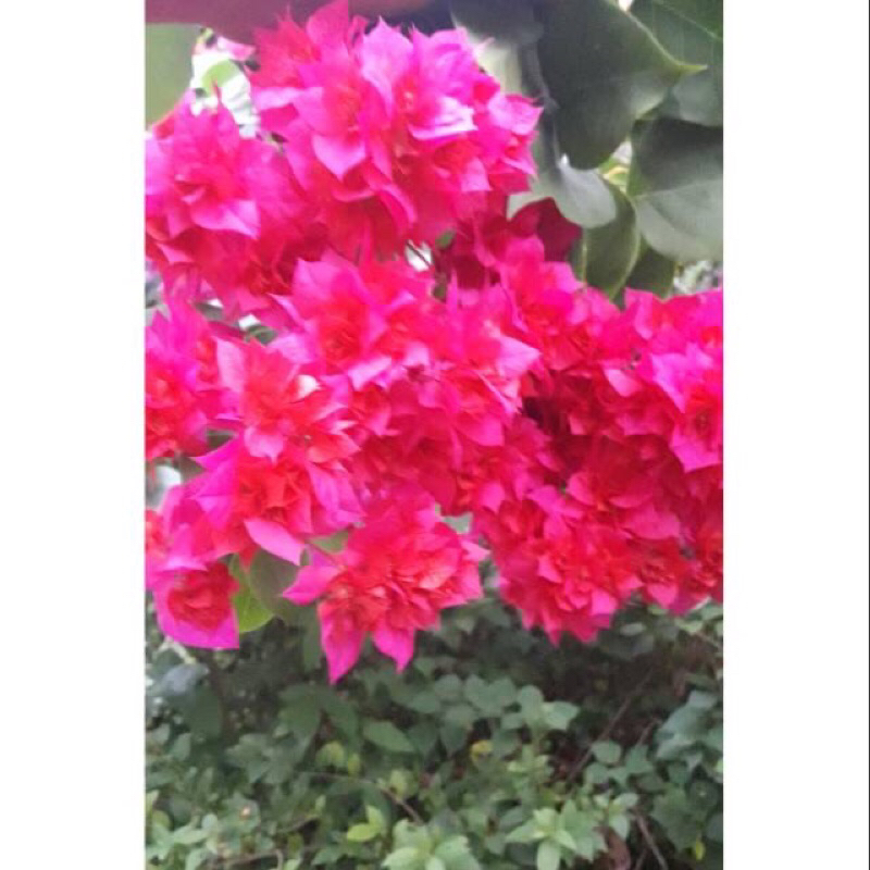 Jual Batang Bugenvil Merah Tumpuk | Shopee Indonesia