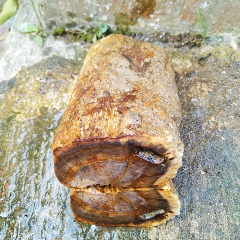 Jual posil kayu yang membatu | Shopee Indonesia