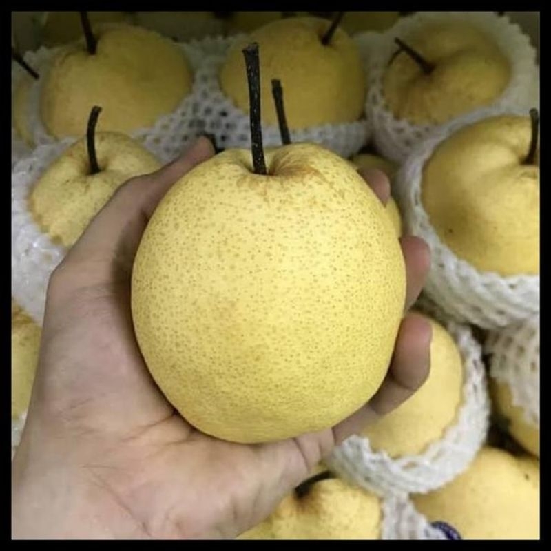 Jual Pear Madu/Sweet Pear/1kg | Shopee Indonesia