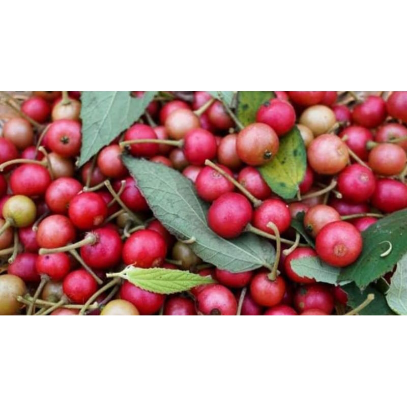 Jual KERSEN ISI 50 BUAH/KERSEM/TALOK/CERI JAWA | Shopee Indonesia