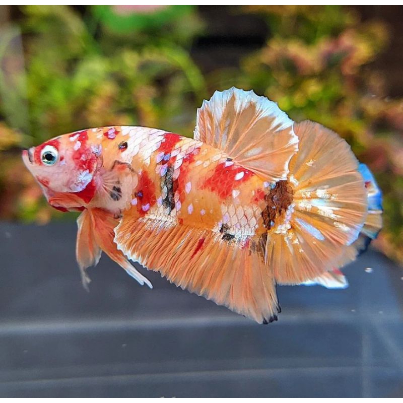 Jual cupang guardian nemogold koi galaxy multicollour nemoxy avatar ...