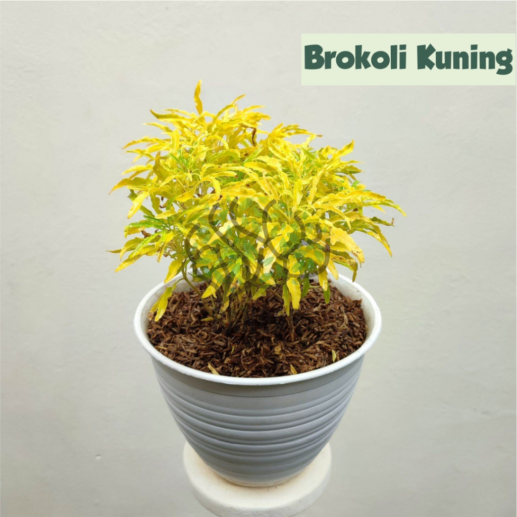Jual Brokoli Kuning Tanaman Hias Taman Tanaman Esthetic Tanaman Outdoor ...