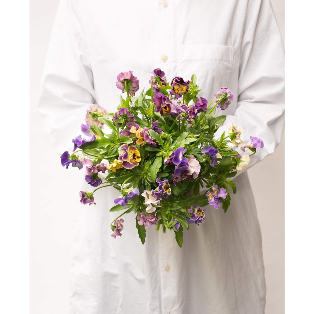 Jual 5 Benih Biji Bunga Viola Wittrockiana Import Hanabi | Shopee Indonesia