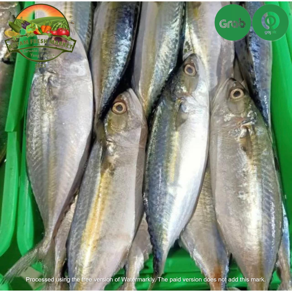 Jual Ikan Kembung Fresh Segar Murah | Shopee Indonesia