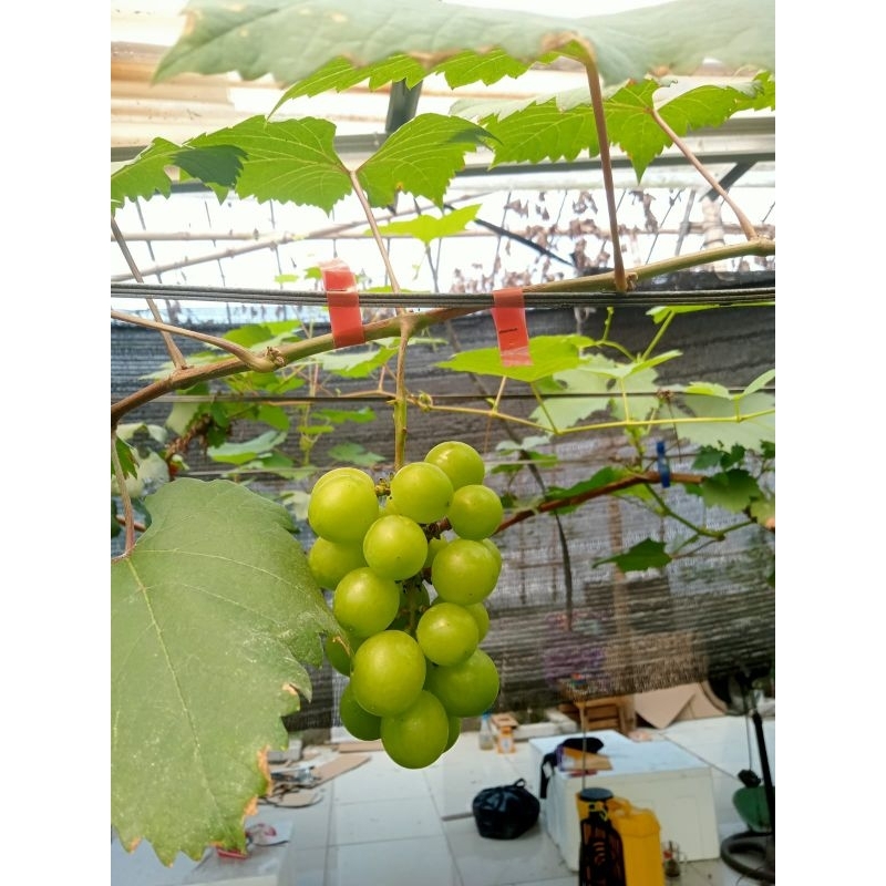 Jual anggur import tamaki (NEMAS) | Shopee Indonesia Jual anggur import tamaki (NEMAS) | Shopee Indonesia