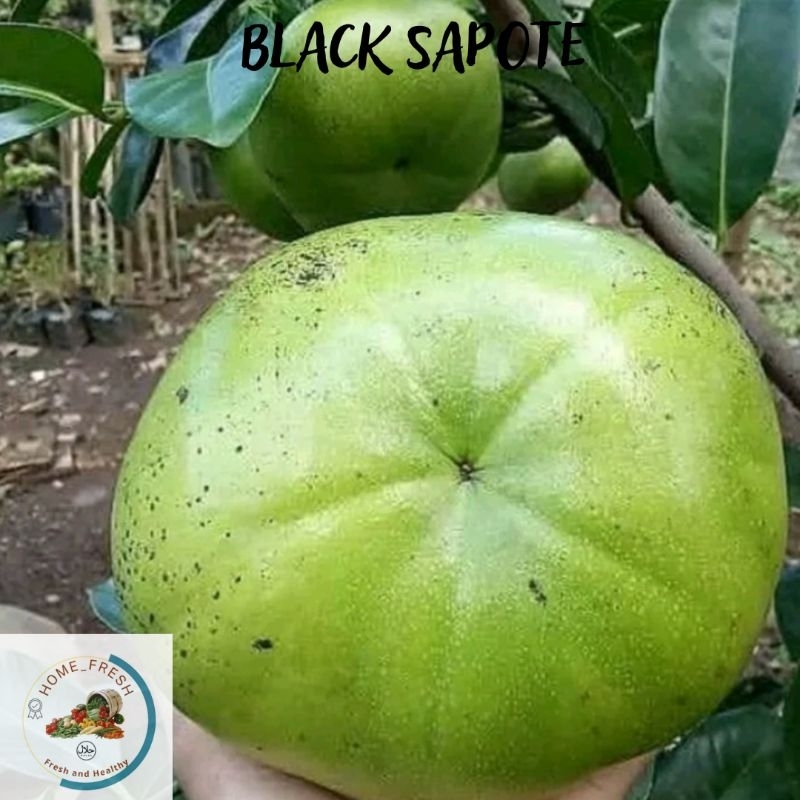 Jual Buah Black Sapote Giant Sawo Hitam Mexsiko | Shopee Indonesia