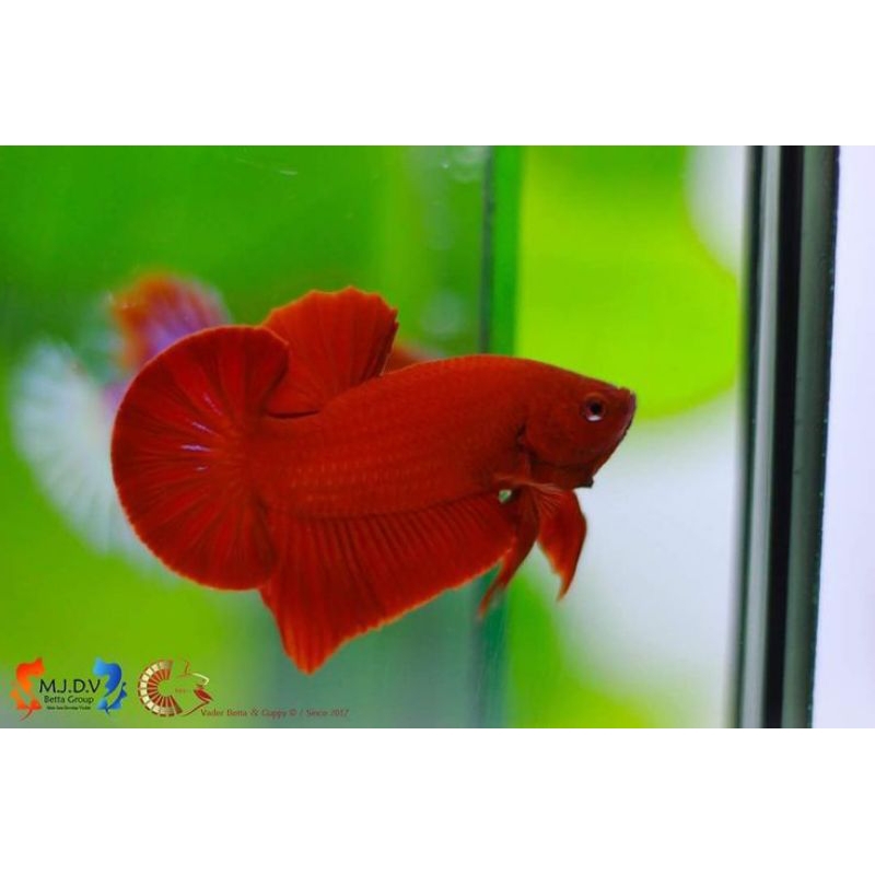 Jual PKSR plakat super red | Shopee Indonesia