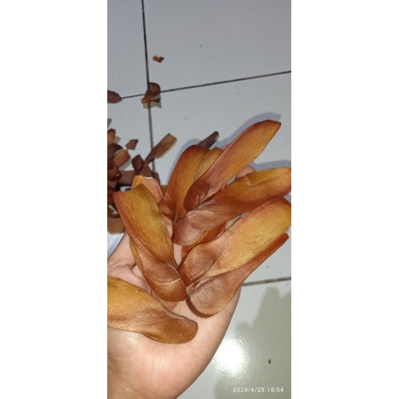 Jual biji mahoni, buah maoni, biji buah mahoni | Shopee Indonesia