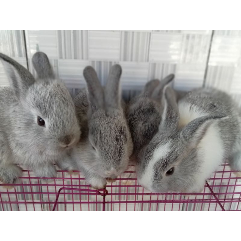 Jual Kelinci lokal Premium Colour | Shopee Indonesia