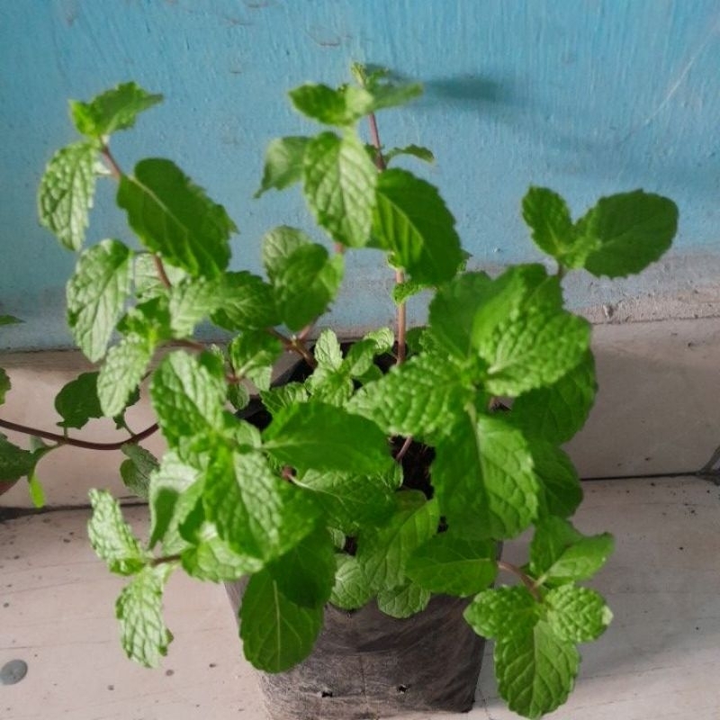 Jual Bibit Tanaman Daun Mint ( Common Mint ) | Shopee Indonesia