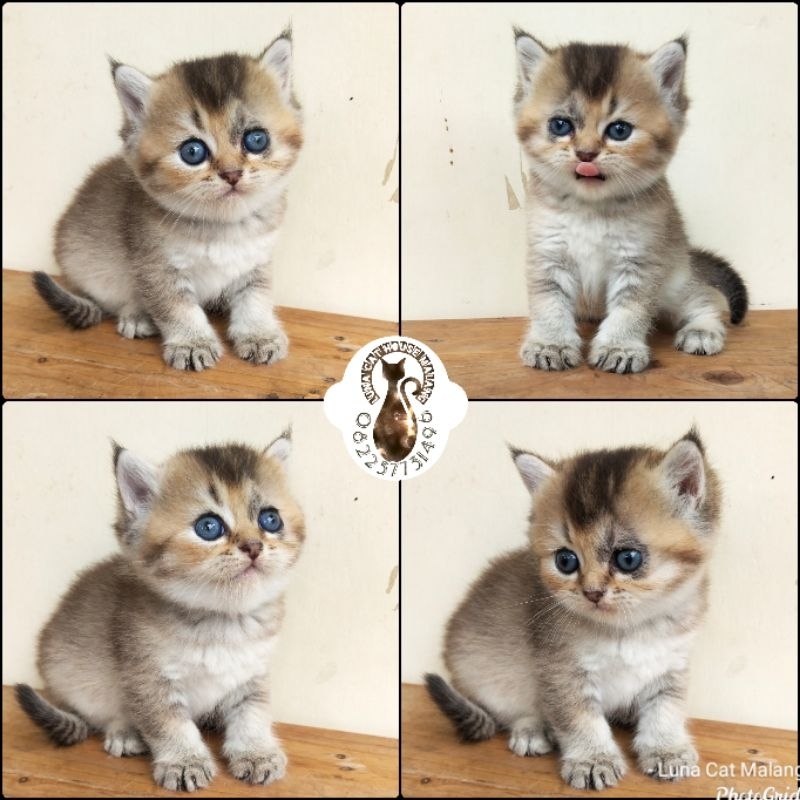 Jual kucing british shorthair (BSH) | Shopee Indonesia
